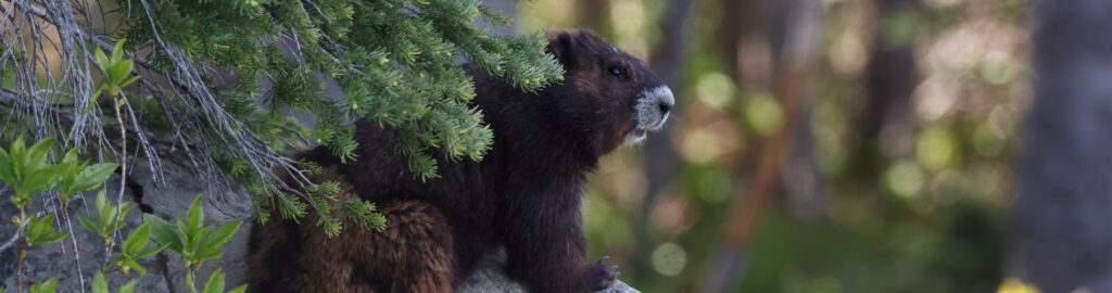 Nature, Nurtured: What are the Rarest Animals in BC? - Science World