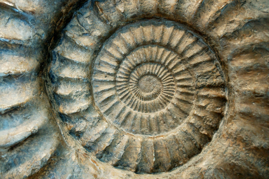 What did people think when the first dinosaur fossils were discovered ... What did people think when the first dinosaur fossils were discovered ...