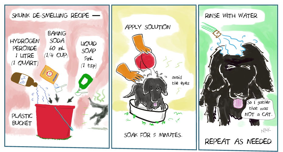 Ever Wonder About Skunk Spray? - Science World