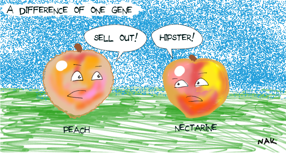 Ever Wonder About Peach Fuzz? - Science World