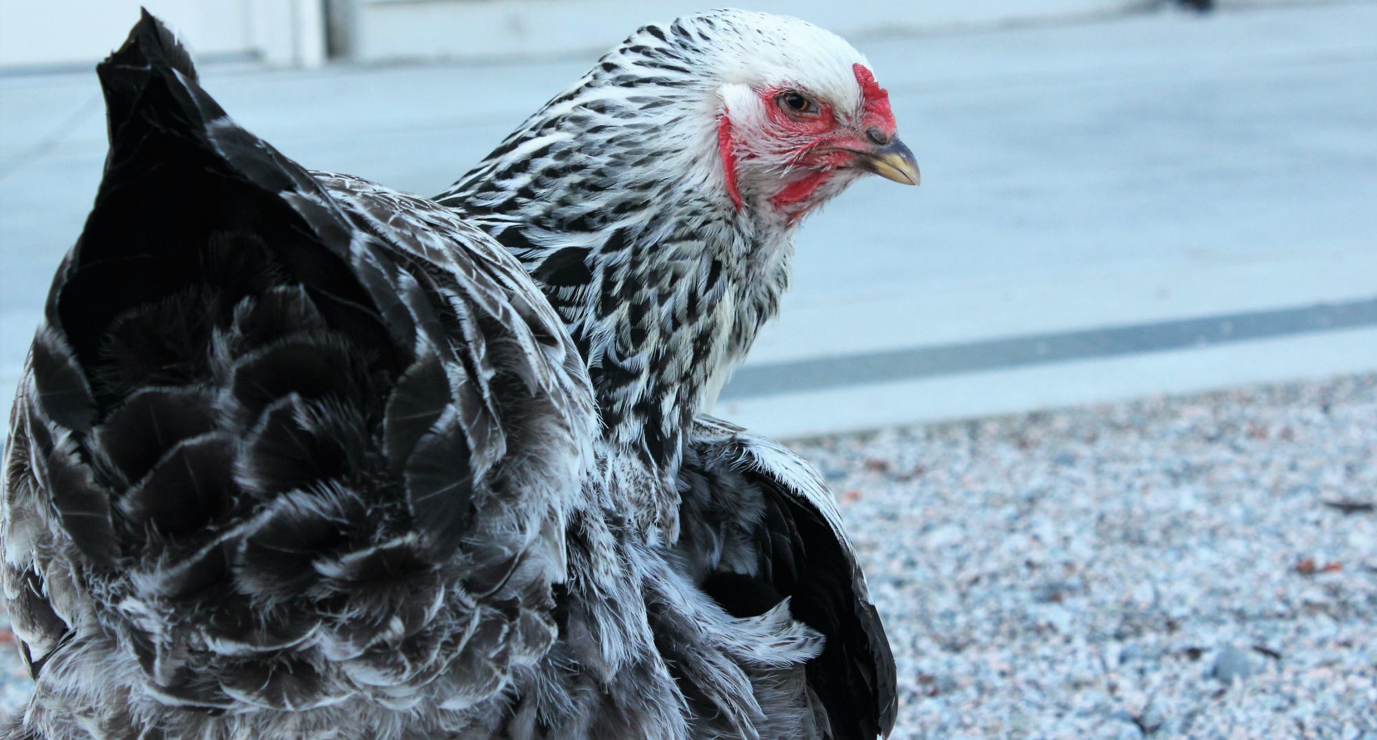 A Curious Question About Chickens Pooping (That You Never Knew You ...