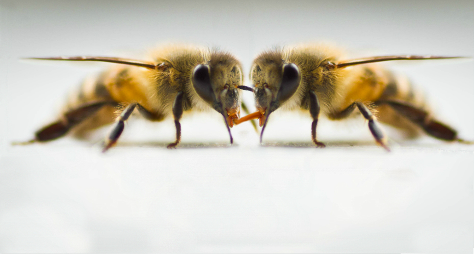 Our Honeybees are Sweet on Each Other - Science World