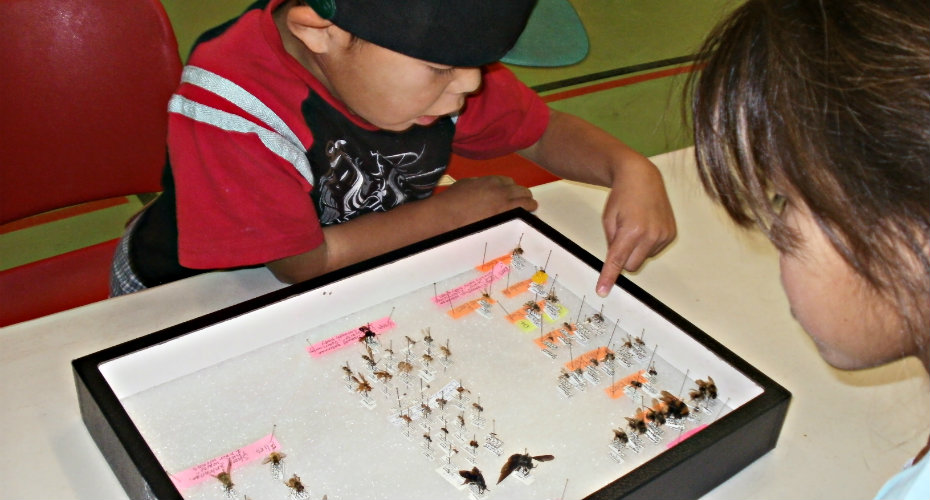 Insect Investigation - Science World