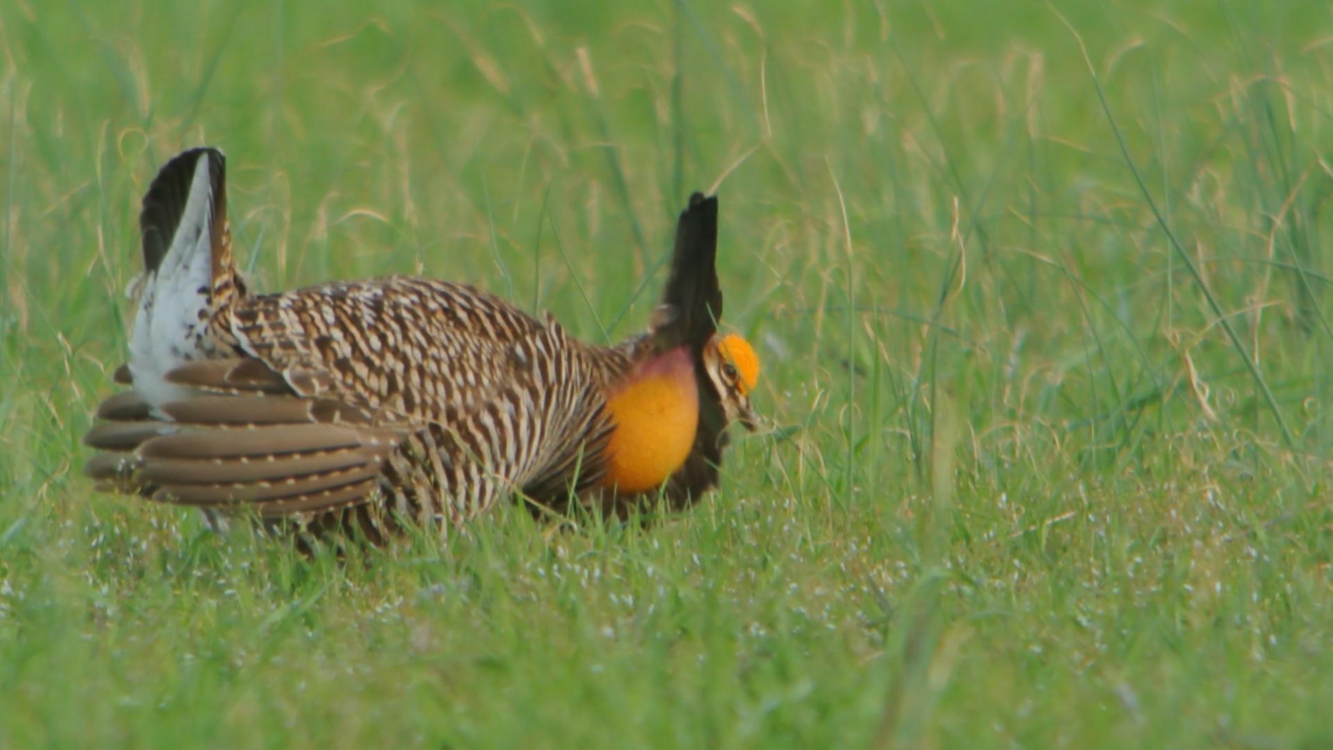 Spring chickens are more alike than winter chickens. - Science World