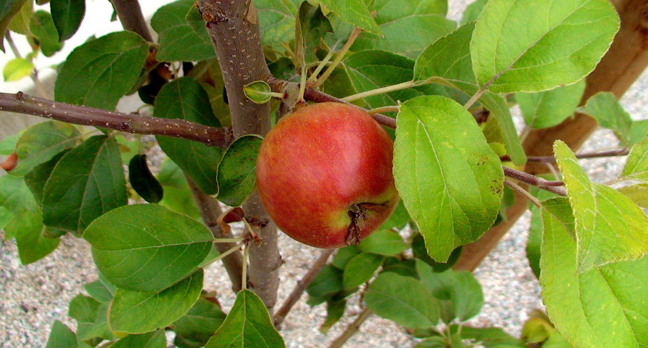 When do fruit trees produce fruit? - Science World When do fruit trees produce fruit? - Science World