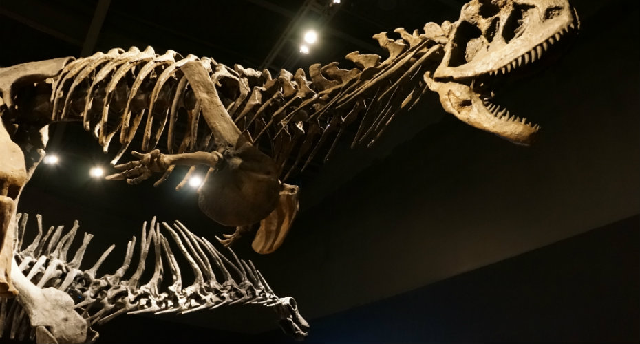What did people think when the first dinosaur fossils were discovered? - Science World