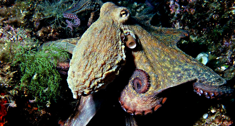 Octopus Genome Untangled - Science World