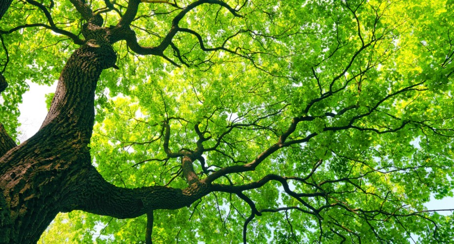 Patterns in Nature: How to Find Fractals - Science World