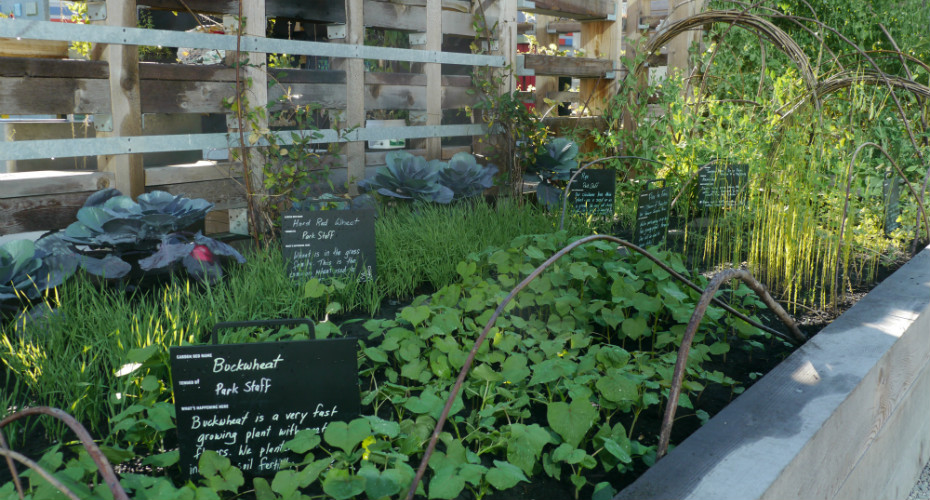Growing Grains - Science World