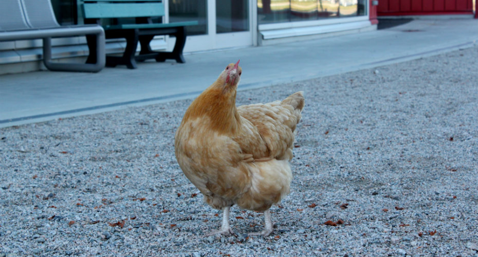 Chickens can do math. - Science World