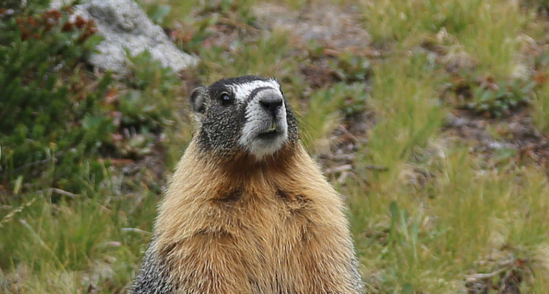 How to spot the marvelous marmot in BC! - Science World