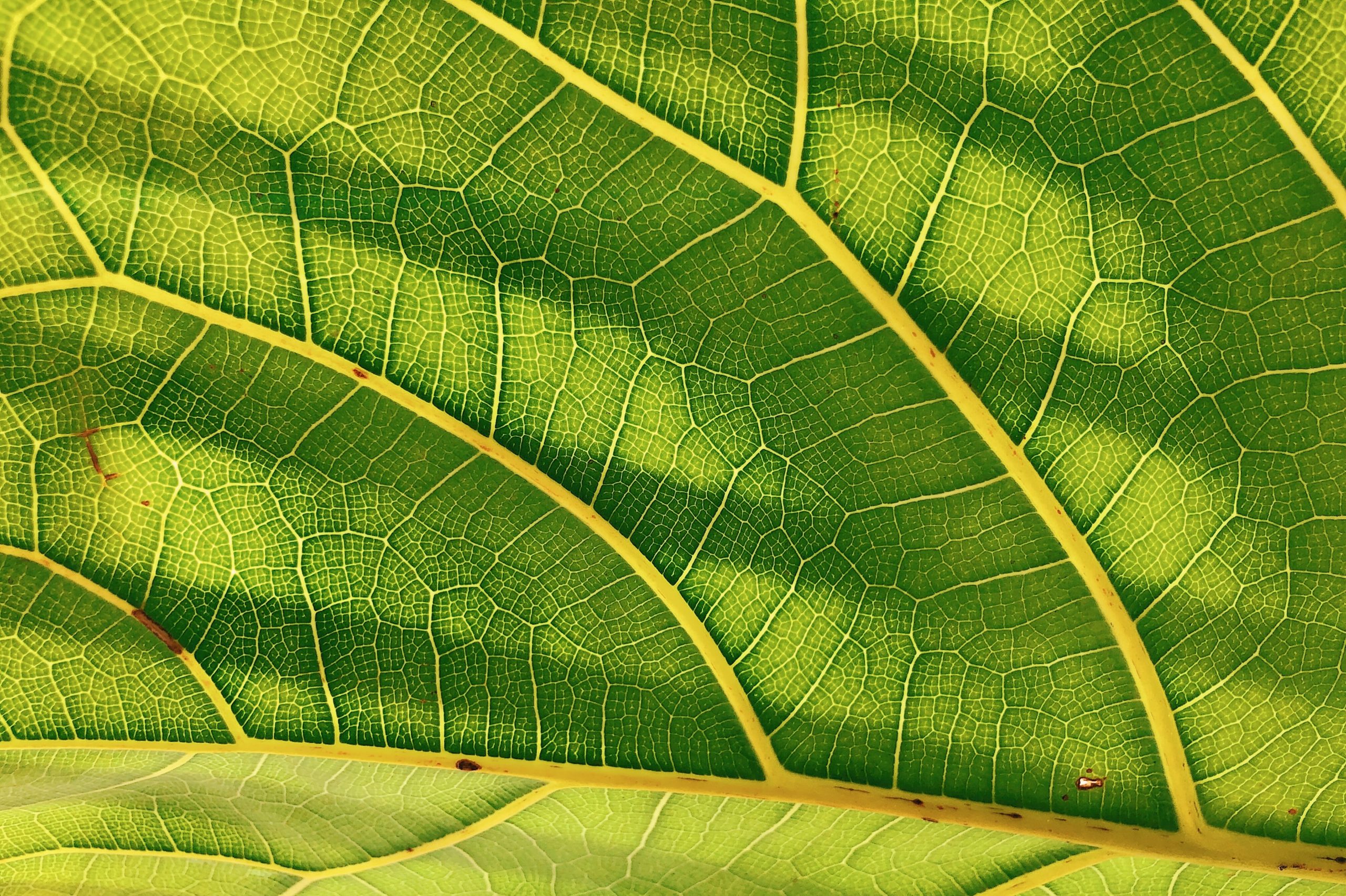 Patterns In Nature How To Find Fractals Science World